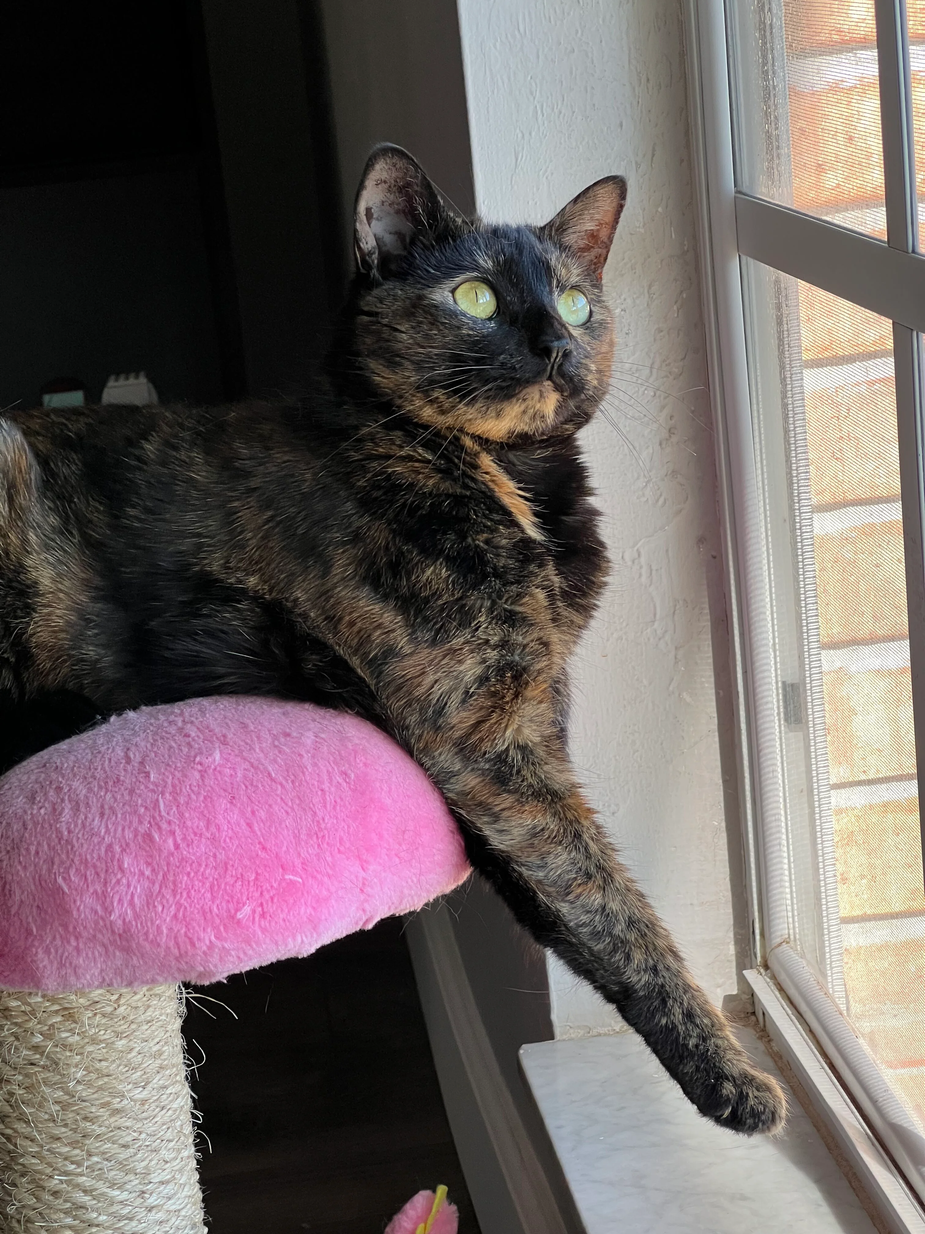 Kasiedilla | Cats